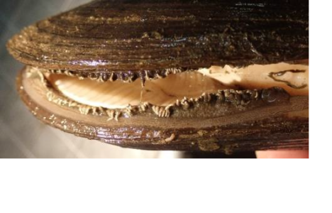 Hatchery Ponds: Improving pond polyculture for freshwater mussel ...