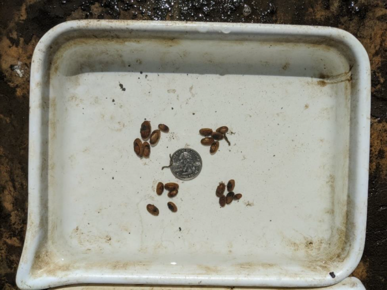 Set your mussels free: once you choose the best site | Friends of the ...