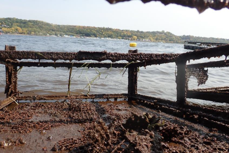 Cages Lost and Found | Friends of the Upper Mississippi