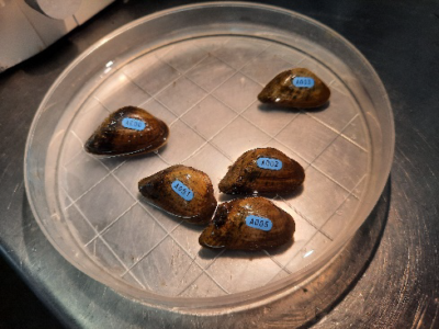 Snuffbox Or we all enjoy catching a fish; even freshwater mussels ...