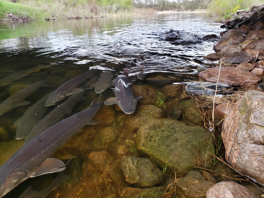 Important Conservation Milestones Achieved This Year | Friends of the ...