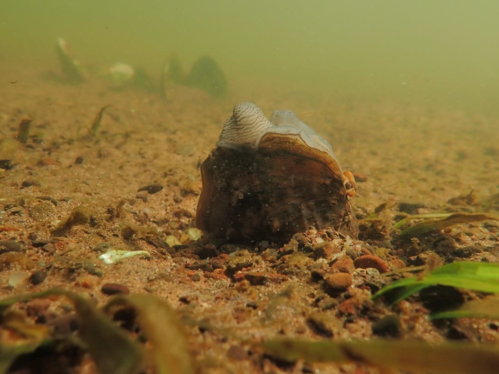 Friends of the Upper Mississippi | Increase awareness of threats to the ...